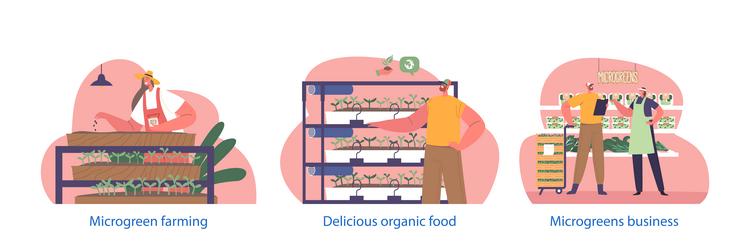 Isolated elements with stages of cultivation Vector Image