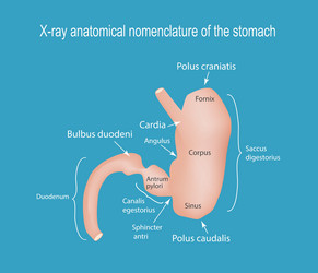 Pyloric sphincter of the stomach duodenum Vector Image