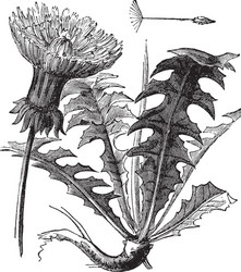 Realistic dandelion Royalty Free Vector Image - VectorStock