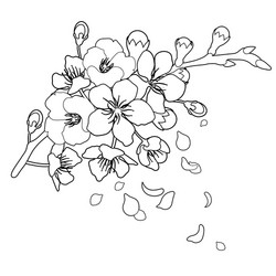 Drawing sakura flower cherry blossom outline Vector Image