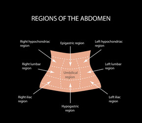 Regions of the Abdomen Vector Images (18)