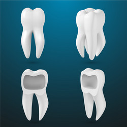 Realistic 3d tooth set healthy teeth care Vector Image