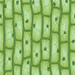 Plant Cell Vector Images (over 9,300)