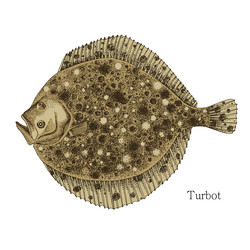 Turbot flatfish ink sketch Royalty Free Vector Image