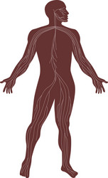 Human male arm left side Royalty Free Vector Image