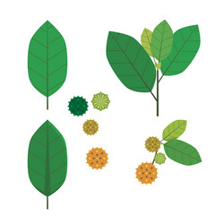 Kratom Vector Images (54)