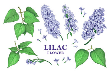 Lilac Vector Images (over 25,000)