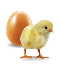 Yellow chicken in egg isolated on white Royalty Free Vector