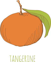 Tangerine Vector Images (over 13,000)