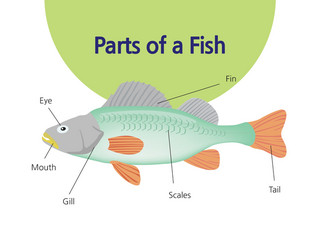 Diagram showing body part fish Royalty Free Vector Image