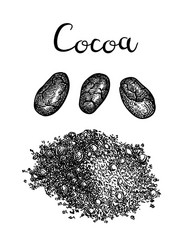 Ink sketch of cocoa powder Royalty Free Vector Image