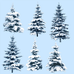 Set of different landscape with pine trees Vector Image