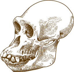 Ape Vector Images (over 25,000)