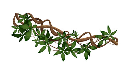 Tropical liana leaves composition Royalty Free Vector Image