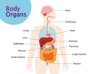 Human internal organs diagram medical science Vector Image