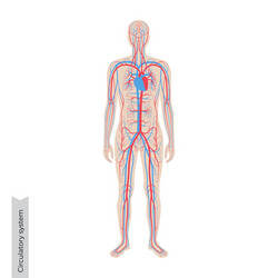Diagram of girl with circulatory system Royalty Free Vector