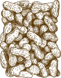 Peanuts in shell with open half peeled kernels Vector Image