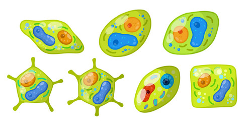 Plant Chloroplast Vacuole Vector Images (77)
