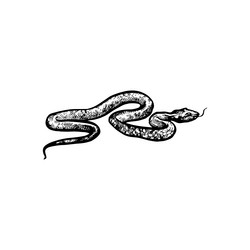 Handdrawn snake snake drawing Royalty Free Vector Image