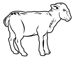 Lamb Vector Images (over 33,000)