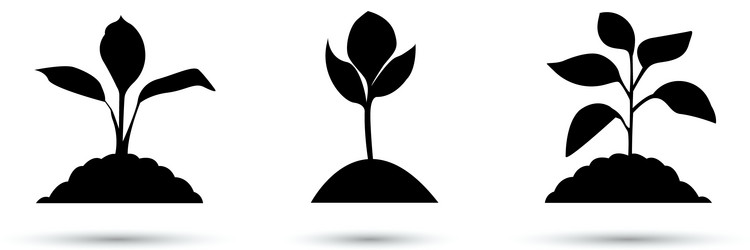 Biology little plant Royalty Free Vector Image