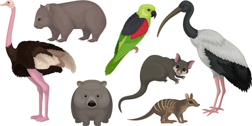 Set of australian animals and birds wild Vector Image