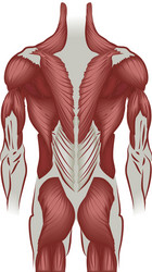 Human head muscle on white Royalty Free Vector Image