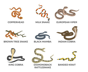 Dangerous poisonous snakes with names collection Vector Image