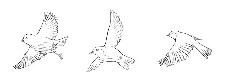 Sketch flying contour birds Royalty Free Vector Image