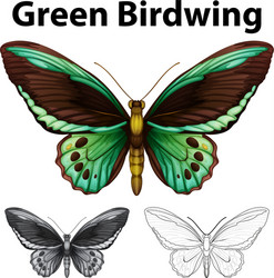 Birdwing Butterfly Vector Images (over 210)