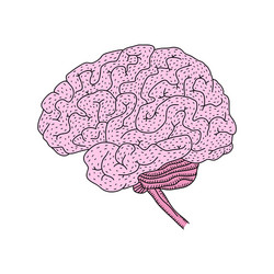 Human brain isolated Royalty Free Vector Image