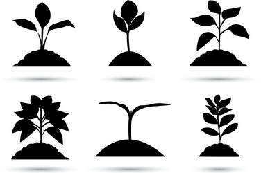 Biology little plant Royalty Free Vector Image