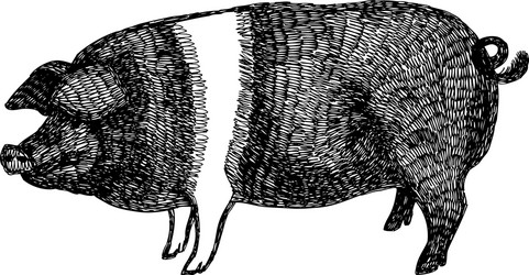 Pig in hand drawing style Royalty Free Vector Image