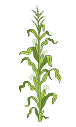 Maize plant diagram infographic elements Vector Image
