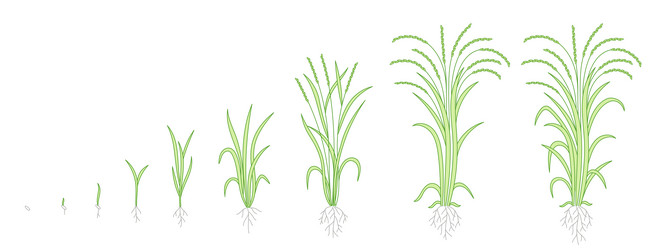 Rice plant growing cycle stages harvest Royalty Free Vector