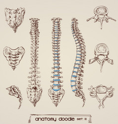 Human spine anatomy medical infographic Royalty Free Vector