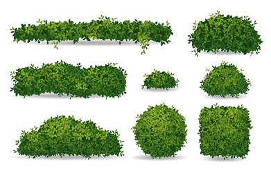 Green bushes and tree crown with white flowers Vector Image