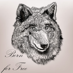 Realistic Wolf Vector Images (over 870)