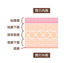 Sectional view of gastric wall stomach lining Vector Image