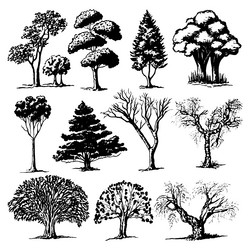 Oak Tree Engraving Vector Images (over 600)