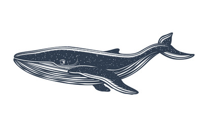 Whale Royalty Free Vector Image - VectorStock
