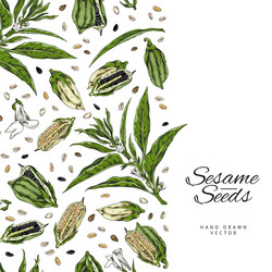 Hand drawn seamless border with sesame seeds pods Vector Image