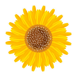 Sunflower Vector Images (over 50,000)