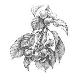 Cherry Tree Drawing Vector Images (over 3,600)