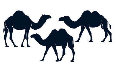 Indian camel isolated on white Royalty Free Vector Image