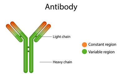Antibody structure diagram on white background Vector Image
