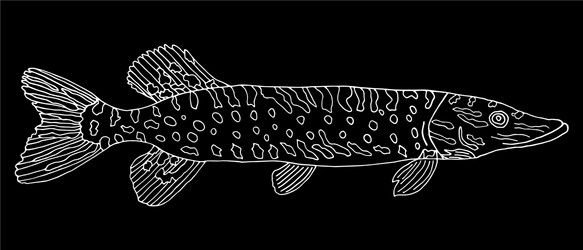 Pike Outline Vector Images (over 1,200)