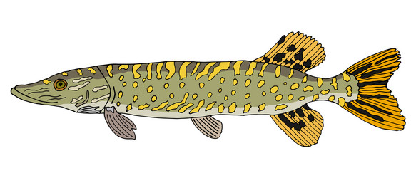 Pike Outline Vector Images (over 1,100)