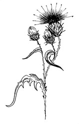 Thistle Outline Vector Images (over 300)