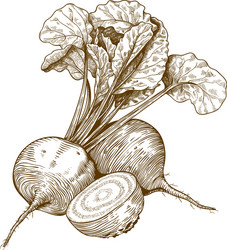 Beet Vector Images (over 15,000)